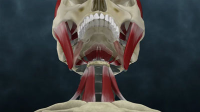 TMJ - The Hyoid Bone - Part1 - Lyons Institute