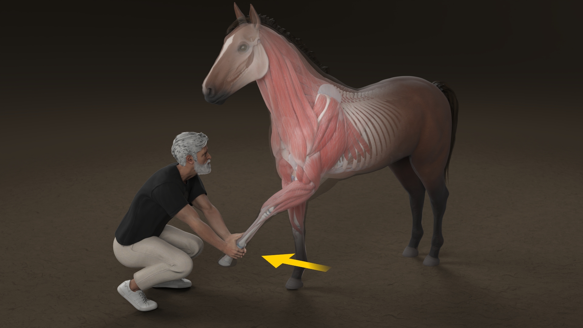 Equine Stretching - Lyons Institute - online home study courses in ...